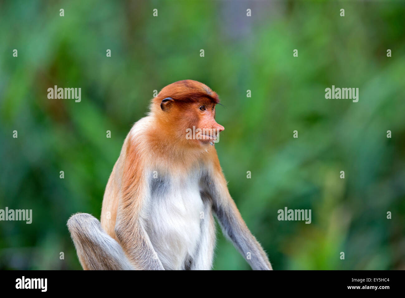 Female Proboscis Monkey - Borneo Malaysia Sabah Labuk Bay Stock Photo ...