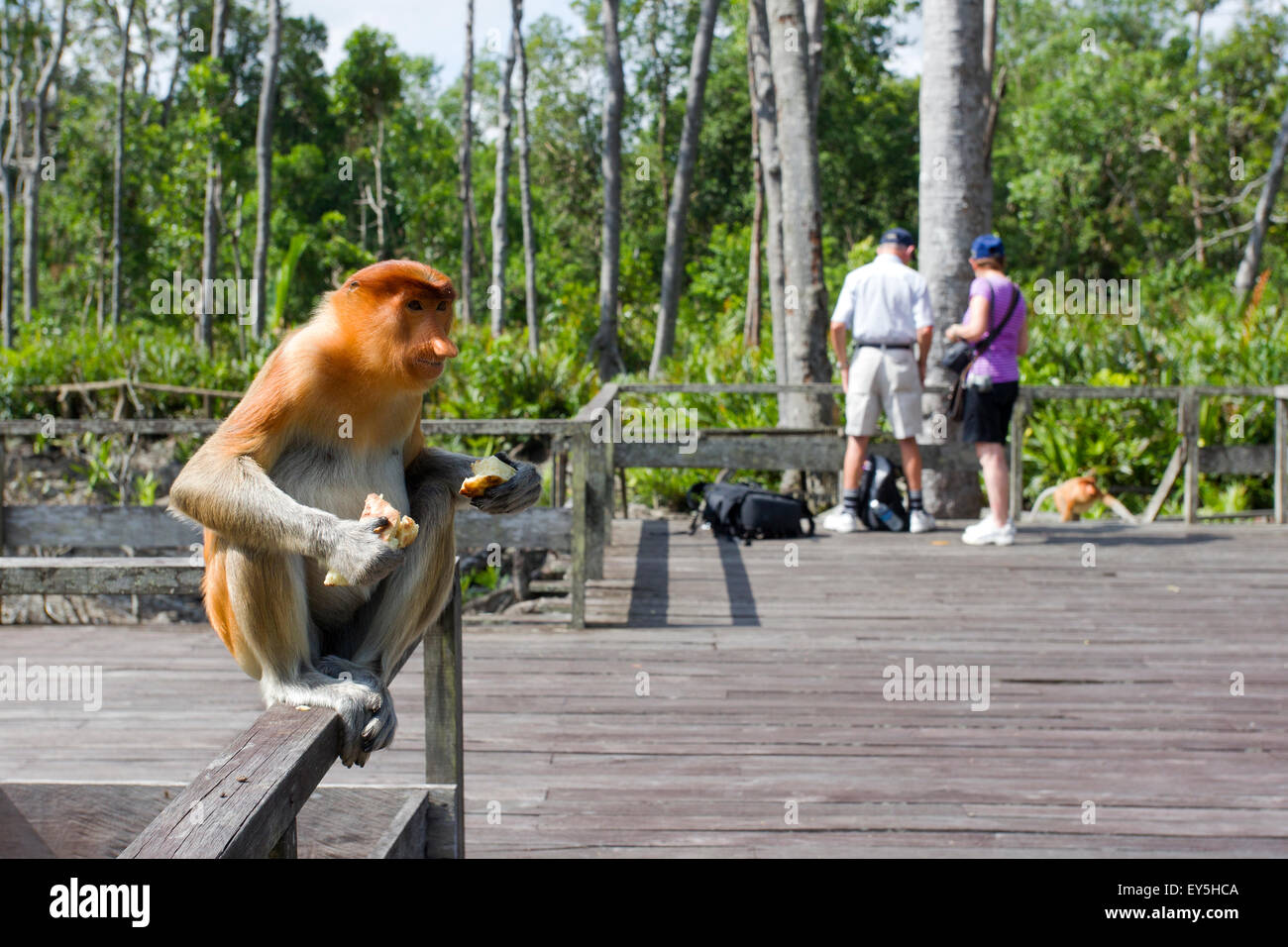 Proboscis monkey on balustrade - Sabah Borneo Malaysia Labuk Bay Stock ...