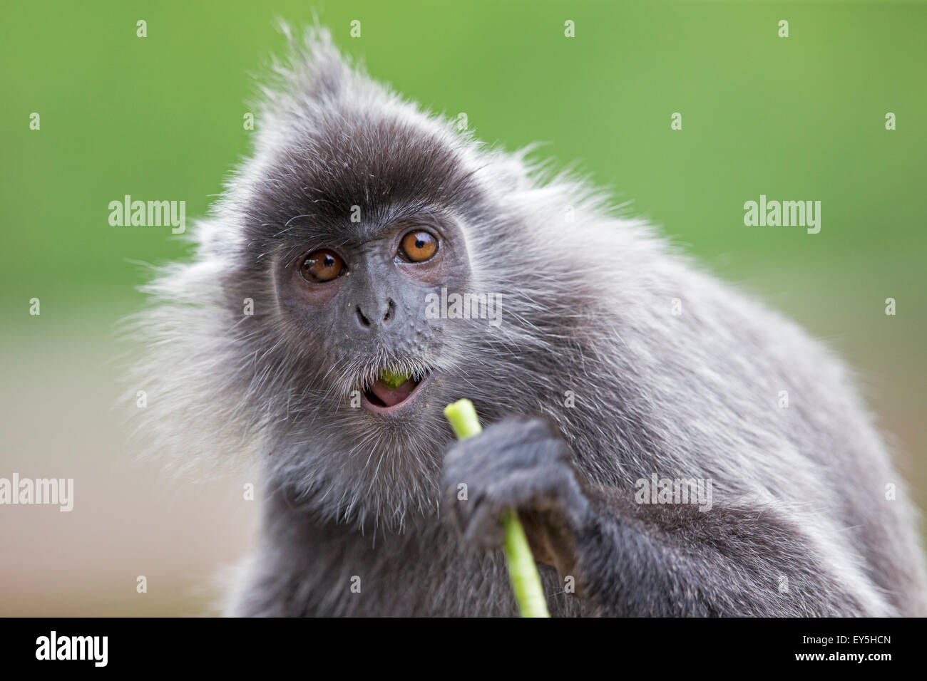 Monkey eating leaf hi-res stock photography and images - Alamy