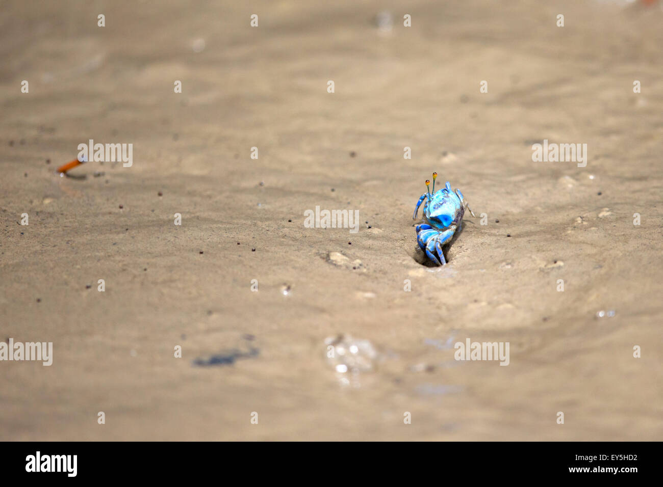 Blue fiddler crab in the mangroves - Malaysia Sarawak Stock Photo - Alamy
