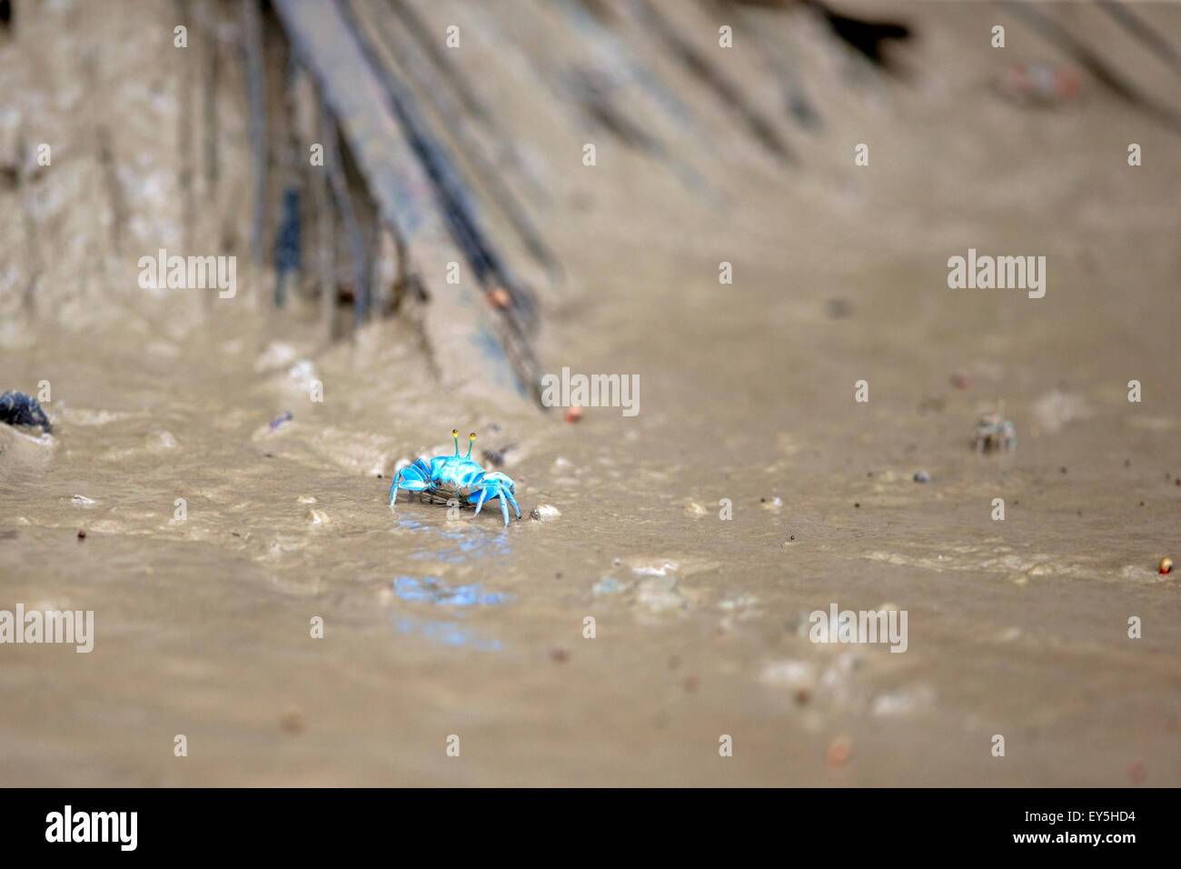Blue fiddler crab in the mangroves - Malaysia Sarawak Stock Photo - Alamy