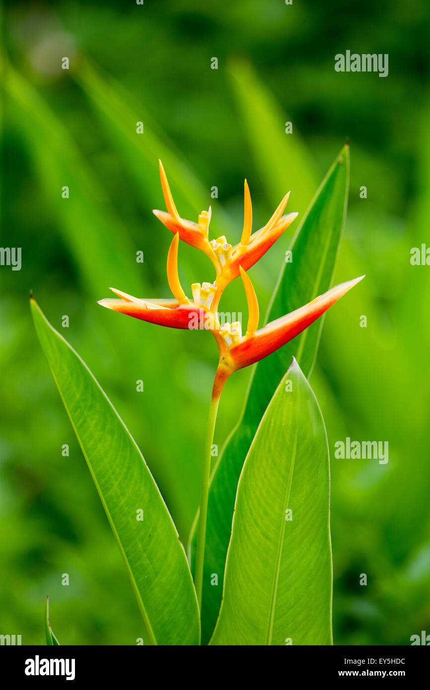 Heliconia Flower Adaptations