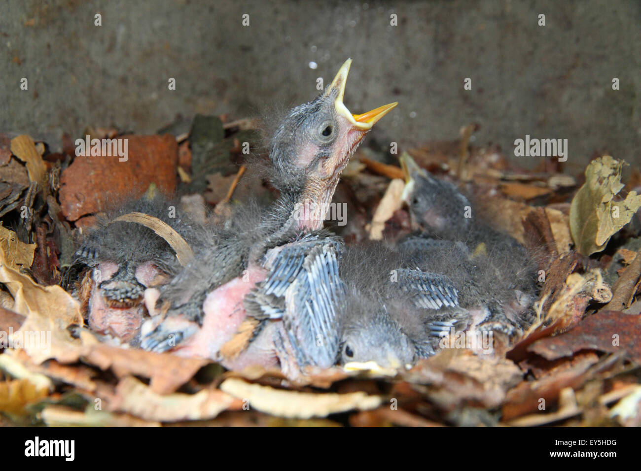 Young Wood Nuthatch in a birdhouse - France Stock Photo - Alamy
