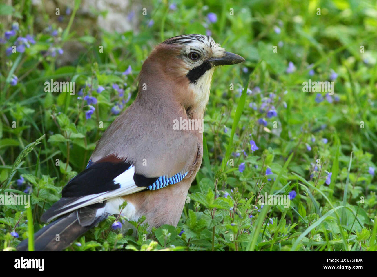 Eurasian Jay on grass - France Stock Photo - Alamy