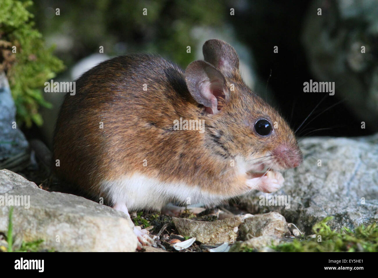 Yellow-necked Mouse eating seeds - France Stock Photo - Alamy