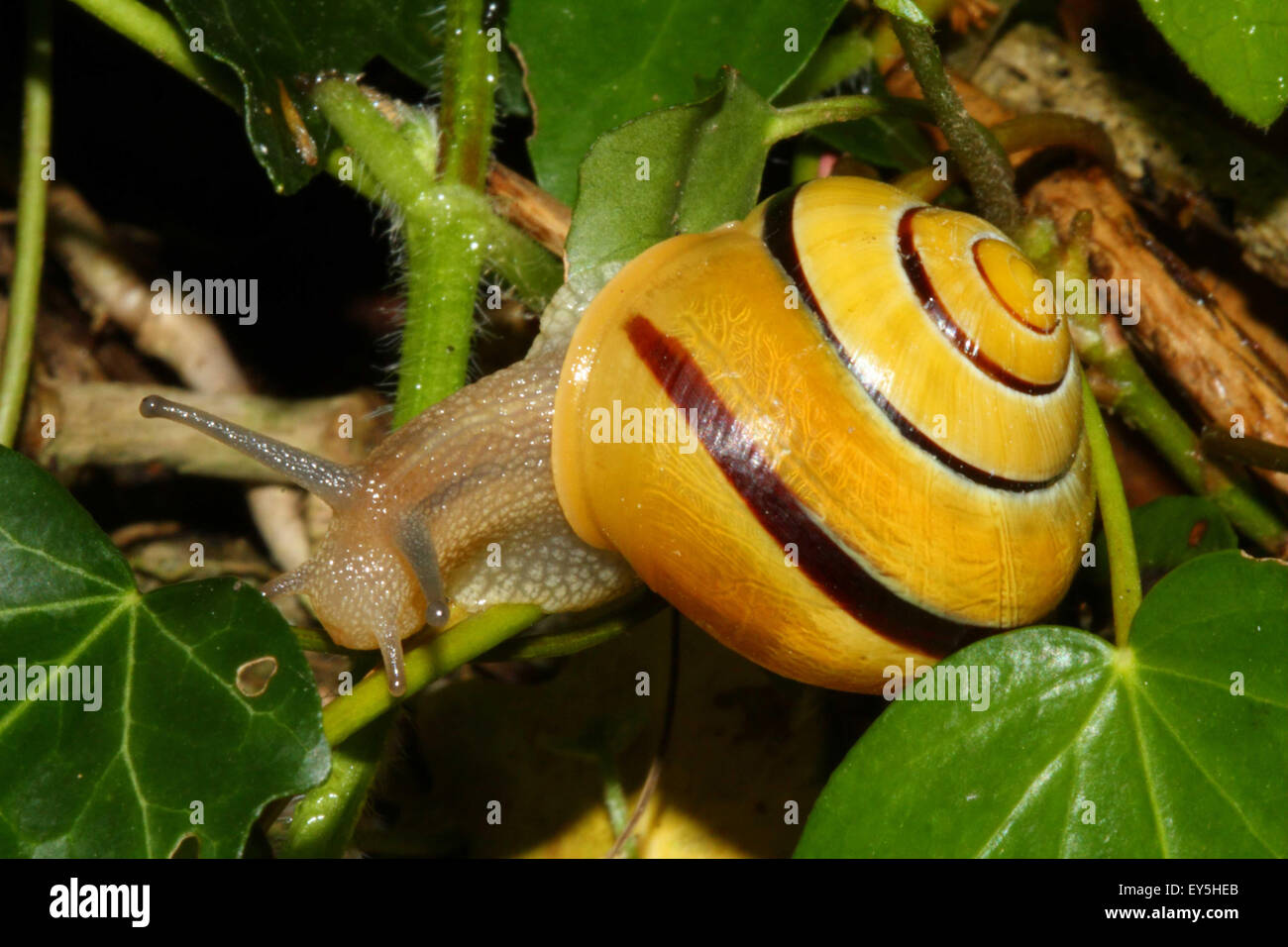 Snail garden - France Stock Photo - Alamy