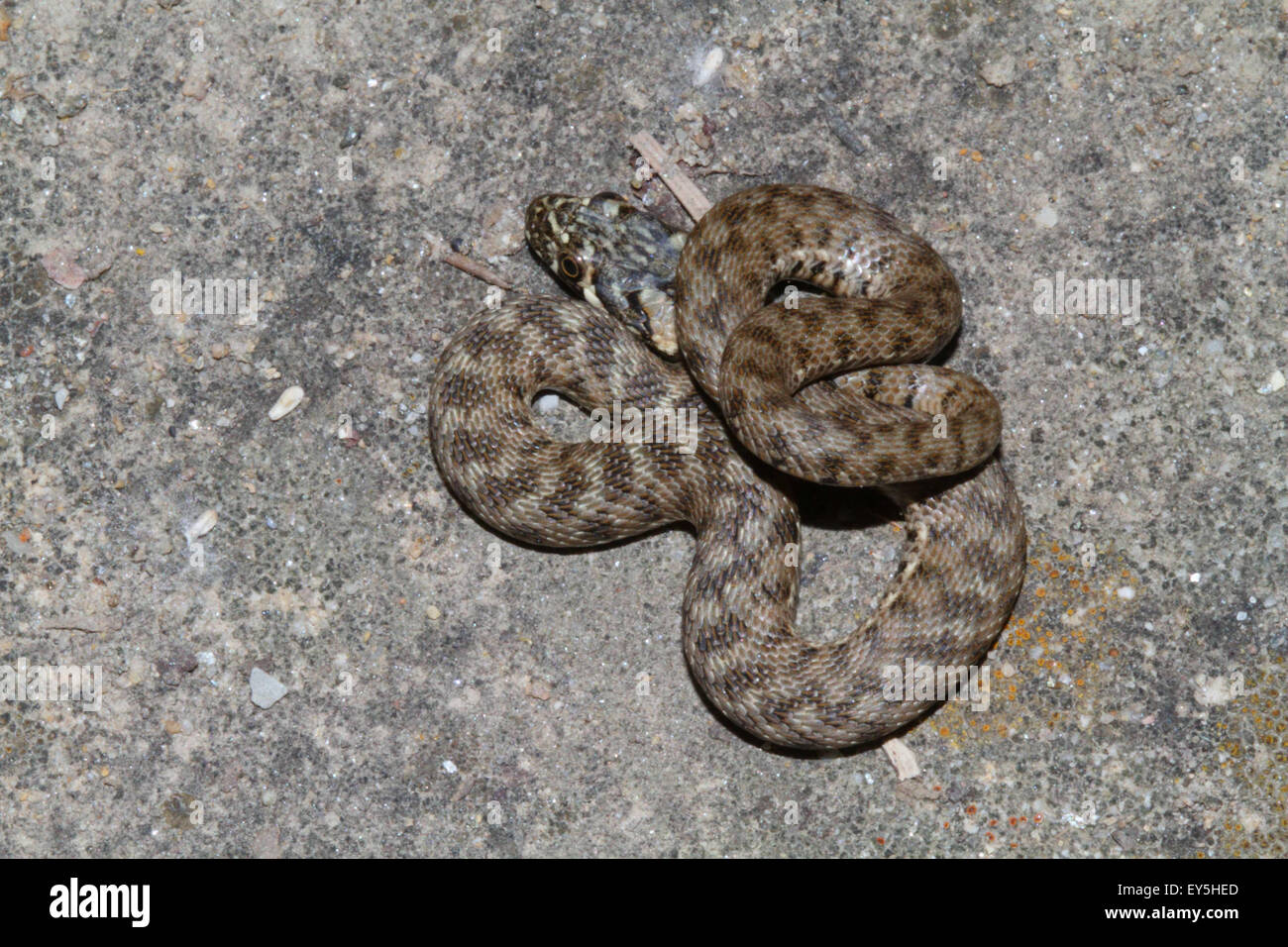 Viperine Water Snake on rock - France Stock Photo - Alamy