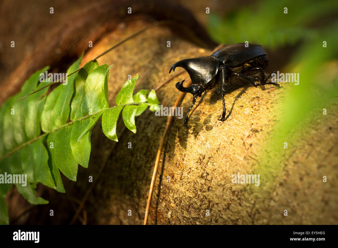 Rhinoceros Beetle - Queensland Australia Stock Photo - Alamy