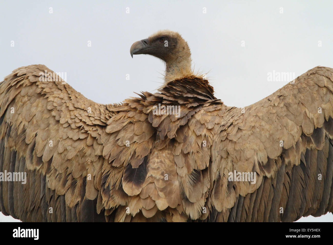 Portrait of Griffon vulture wings spread - Spain Stock Photo - Alamy