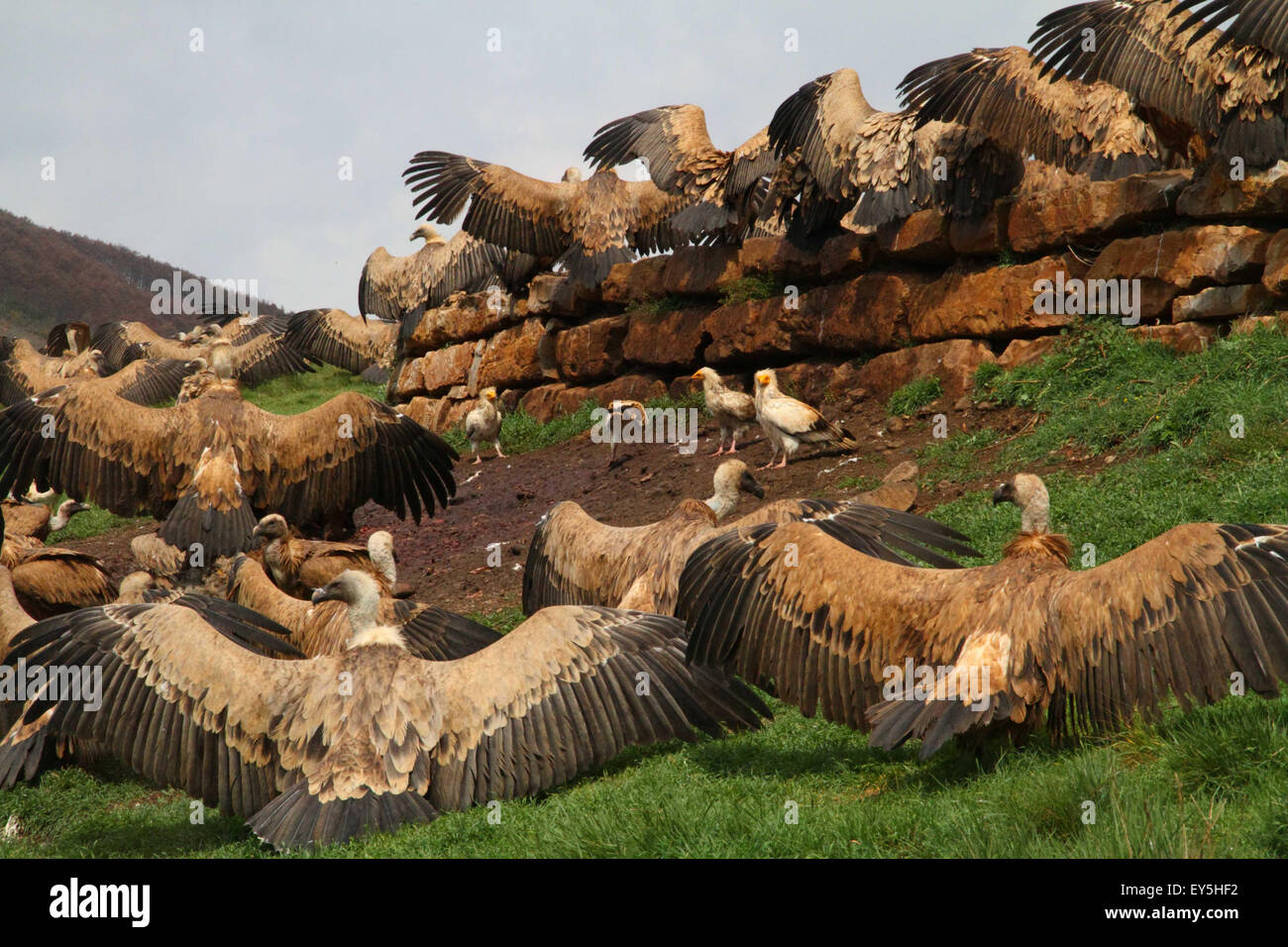 Griffon vultures on ground with wings spread - Spain Stock Photo - Alamy