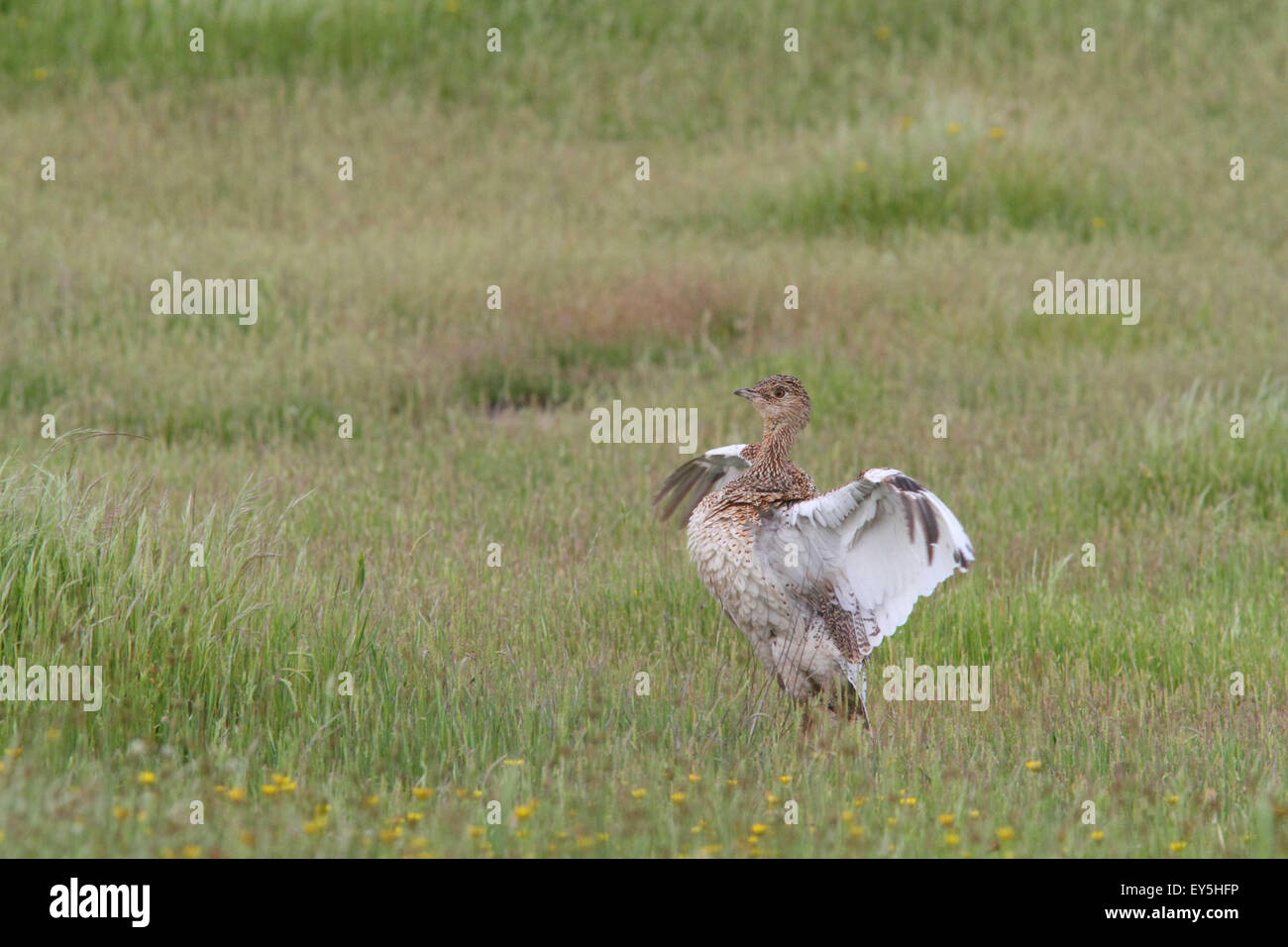 Little Bustard female in the steppe - Spain Stock Photo - Alamy