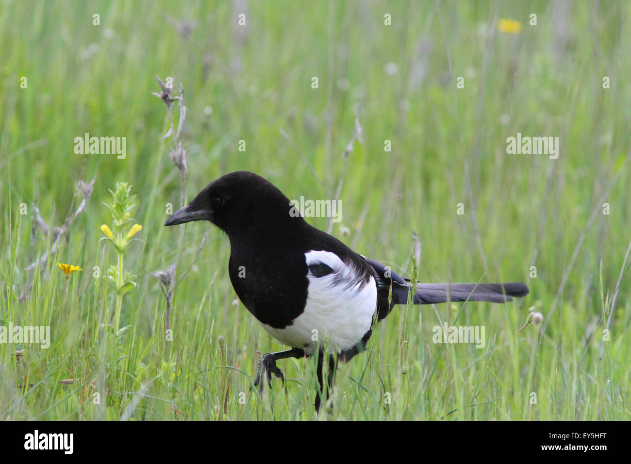 Magpie walking in the steppe - Spain Stock Photo - Alamy