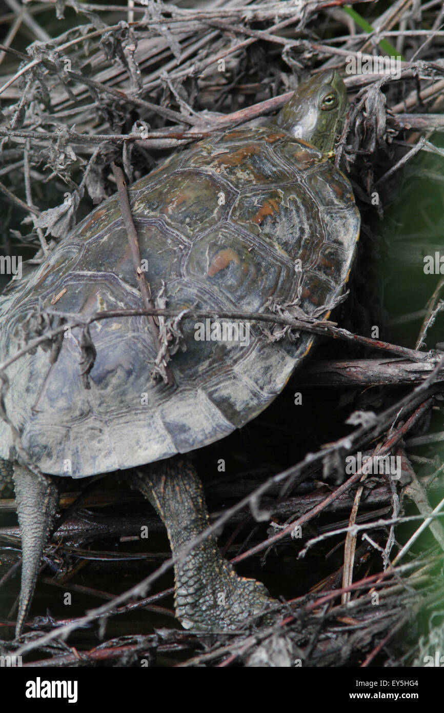 Mediterranean Turtle warming on the bank - Spain Stock Photo - Alamy