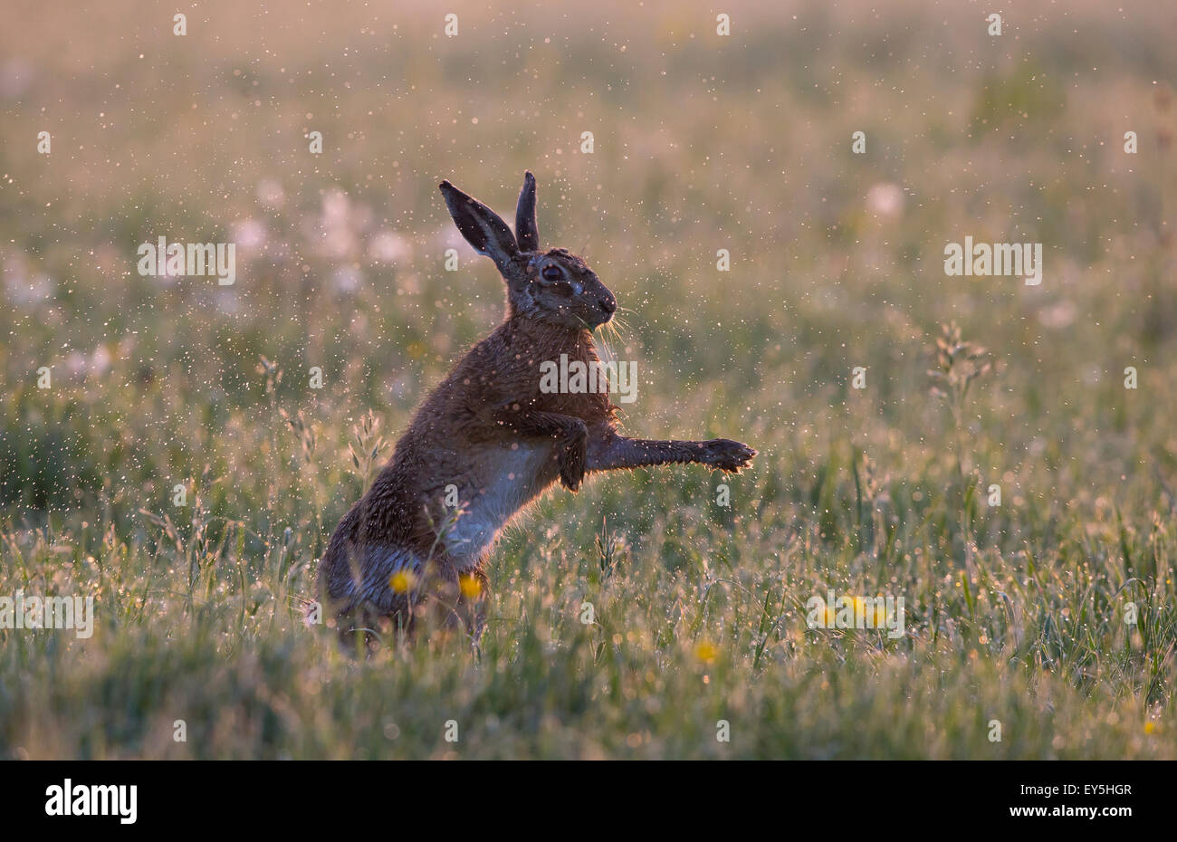 Brown Hare shaking the water off its coat in a meadow GB Stock Photo ...