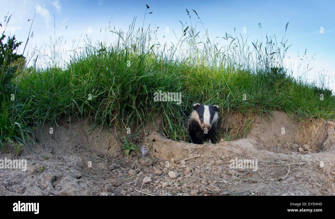 Badger out of set hi-res stock photography and images - Alamy