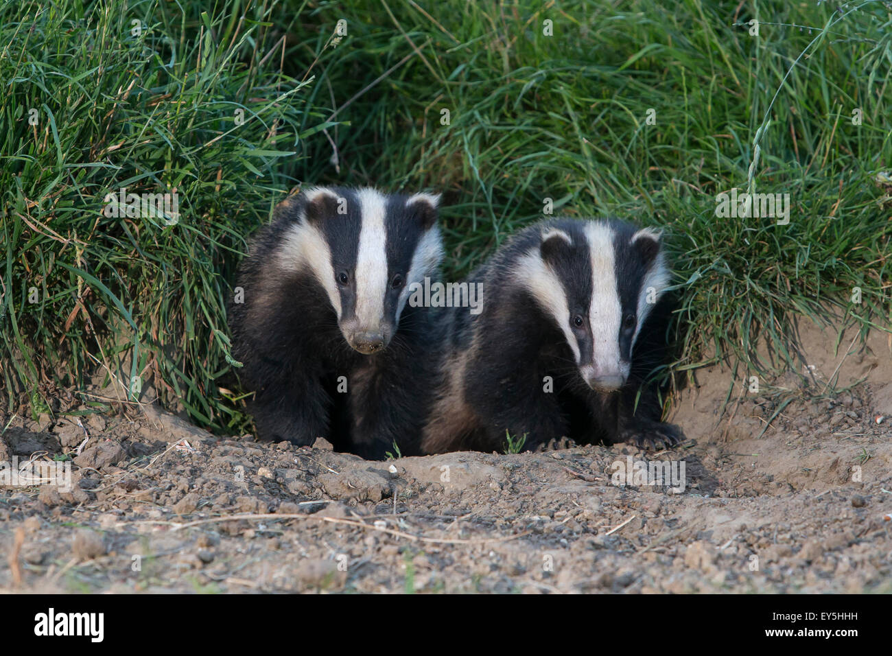 Badger's hi-res stock photography and images - Alamy