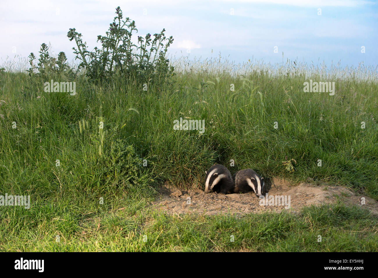 Badgers set hi-res stock photography and images - Alamy