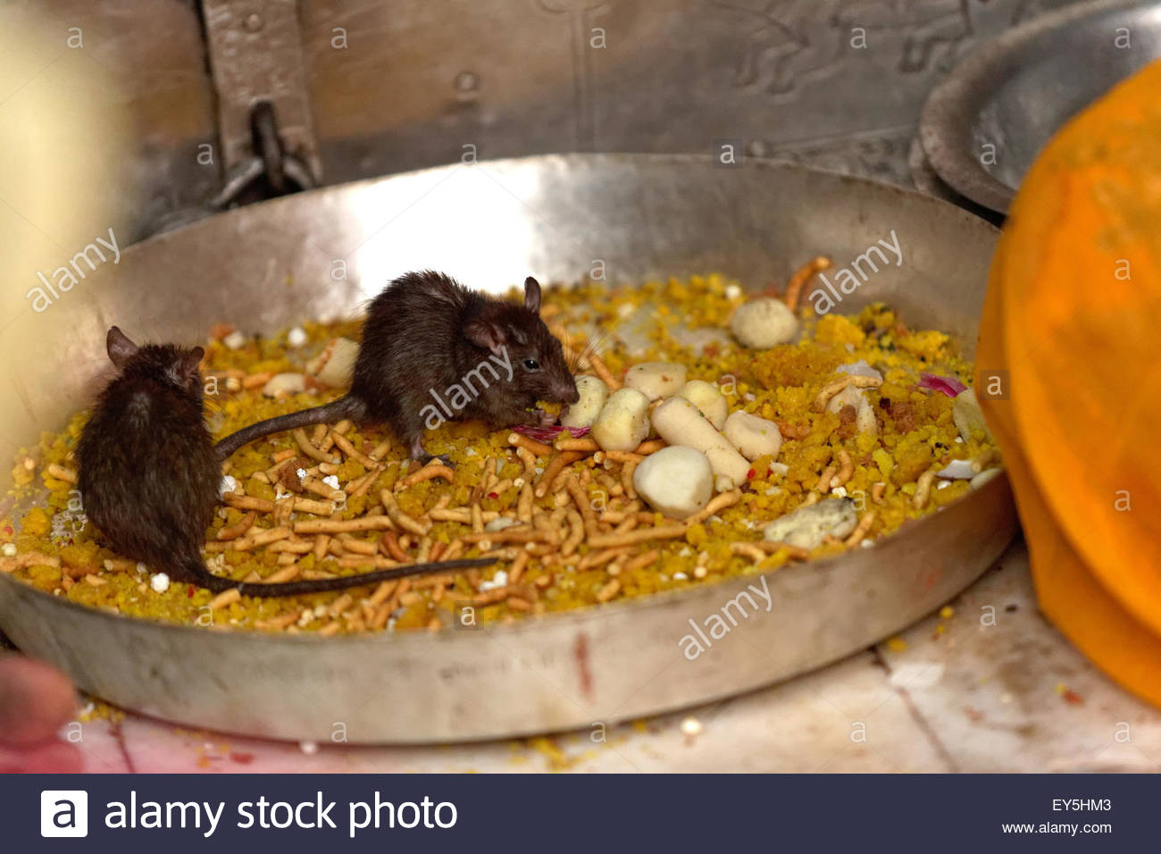 Rats Eating High Resolution Stock Photography and Images - Alamy