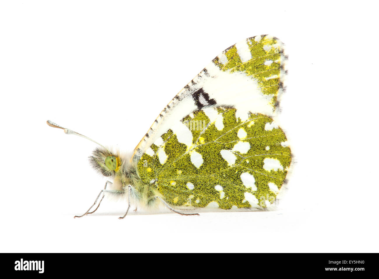 Western Dappled White Stock Photo - Alamy