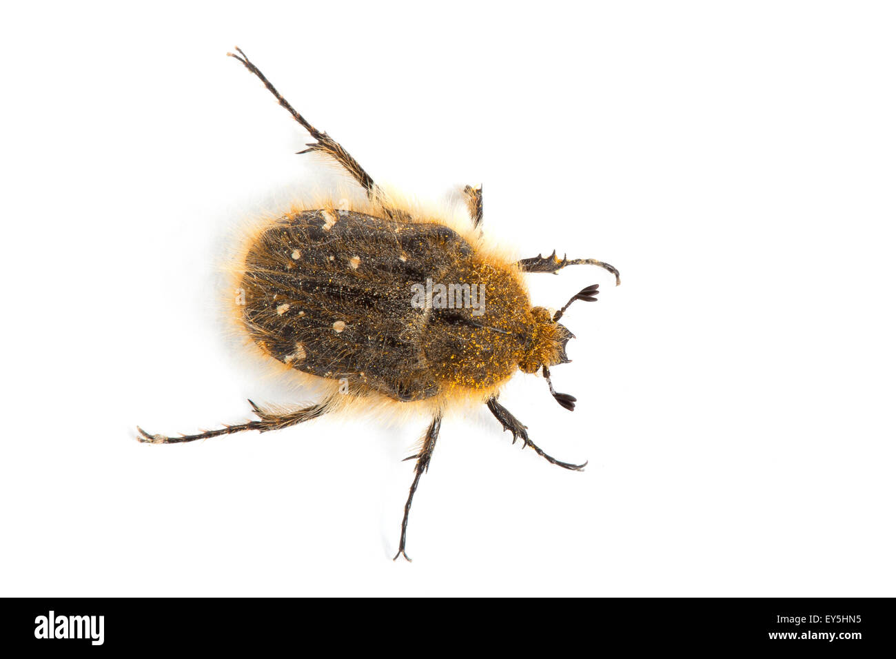 Hairy Beetle on white background Stock Photo - Alamy