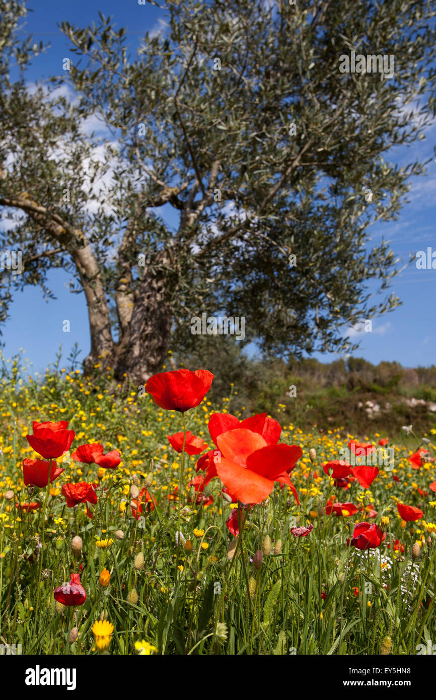 African olive Corn poppy - Provence Stock Photo - Alamy