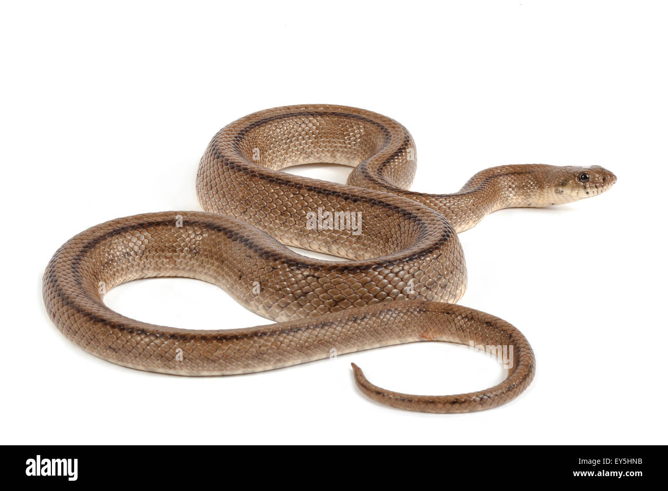 Ladder snake on white background Stock Photo - Alamy