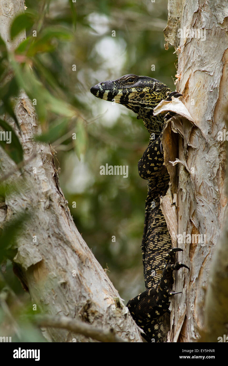 Lace goanna on a trunk - Queensland Australia Stock Photo - Alamy