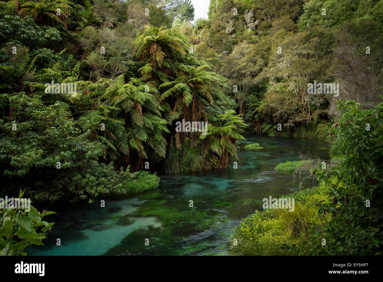 Blue spring landscape - Te Waihou walkway New Zealand Stock Photo - Alamy