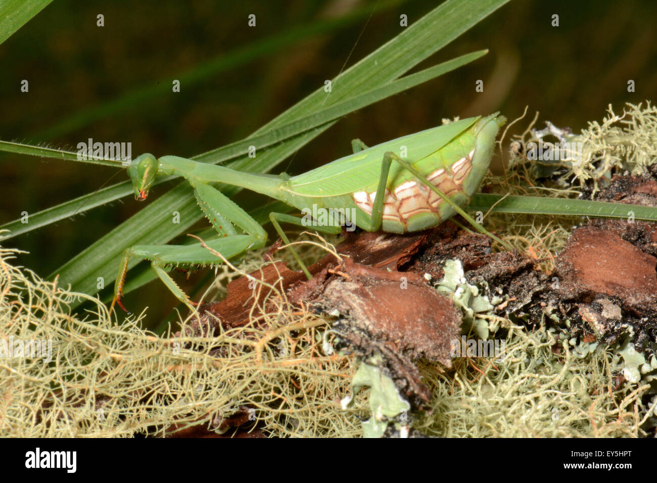 New Zealand Praying Mantis - New Zealand Stock Photo - Alamy