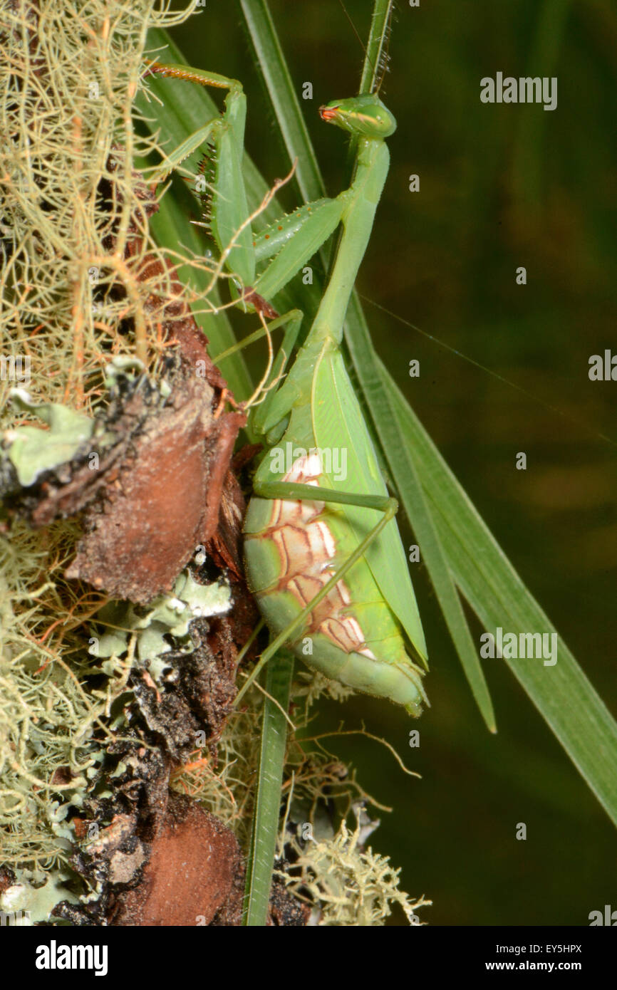 New Zealand Praying Mantis - New Zealand Stock Photo - Alamy