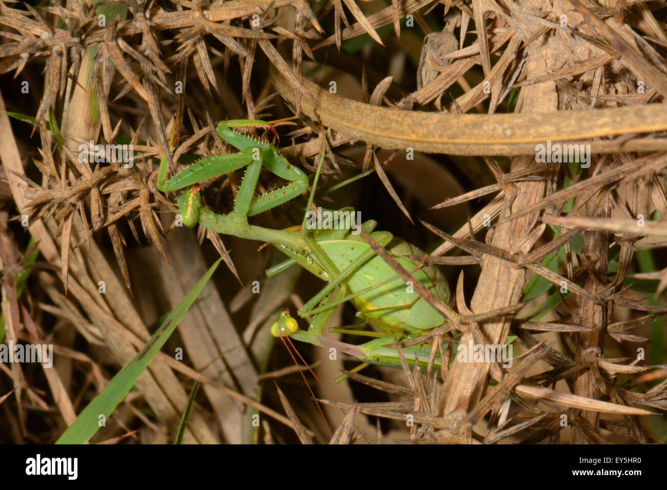 New Zealand Praying Mantis - New Zealand Stock Photo - Alamy
