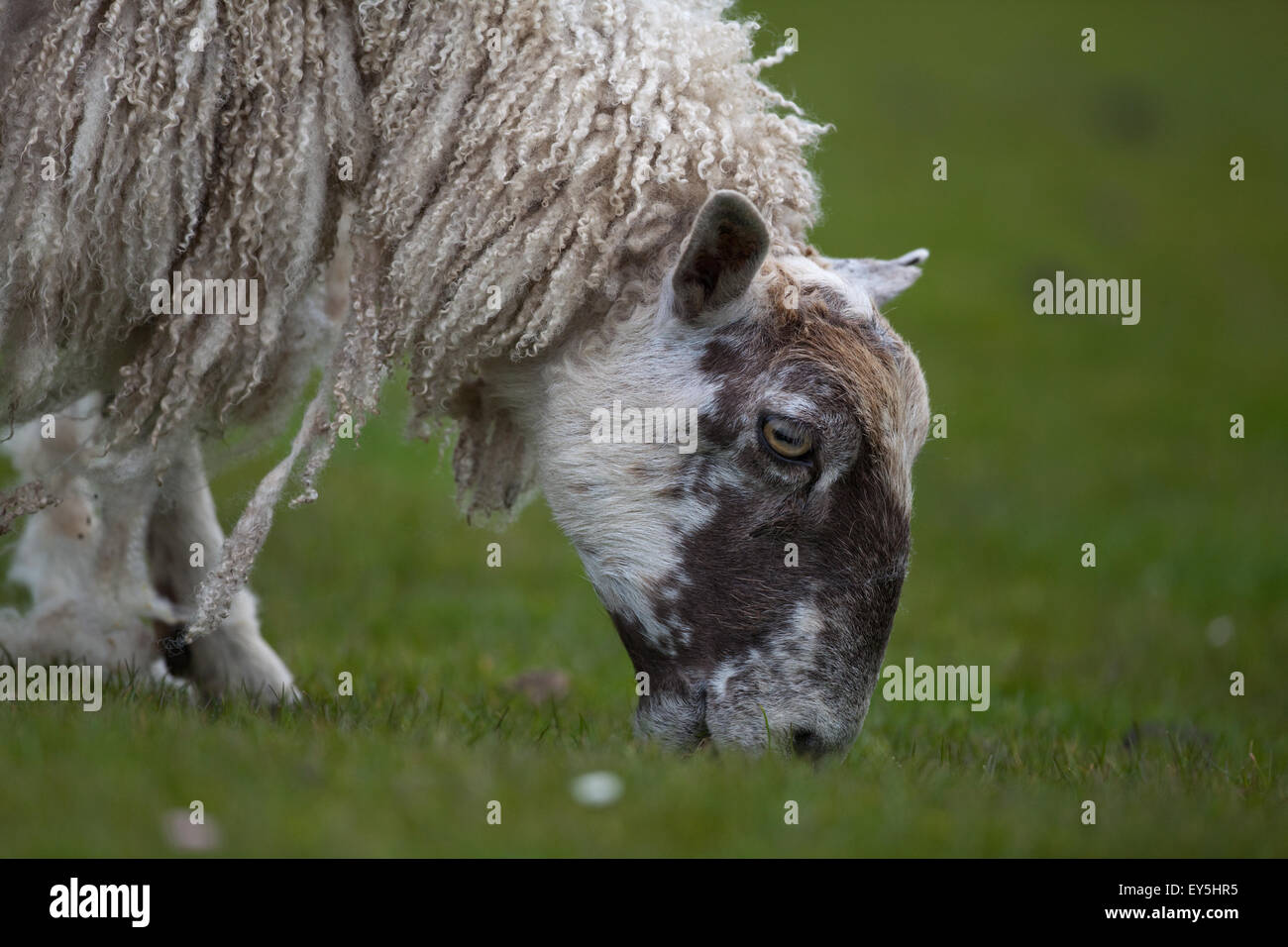 Sheep losing wool hi-res stock photography and images - Alamy