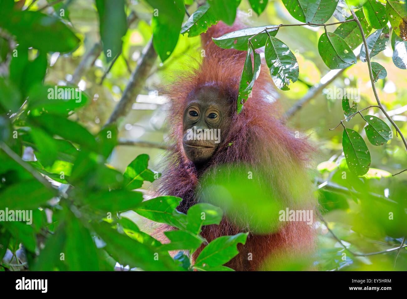 Young Borneo orangutan in the trees - Sabah Malaysia Kinabatangan river ...