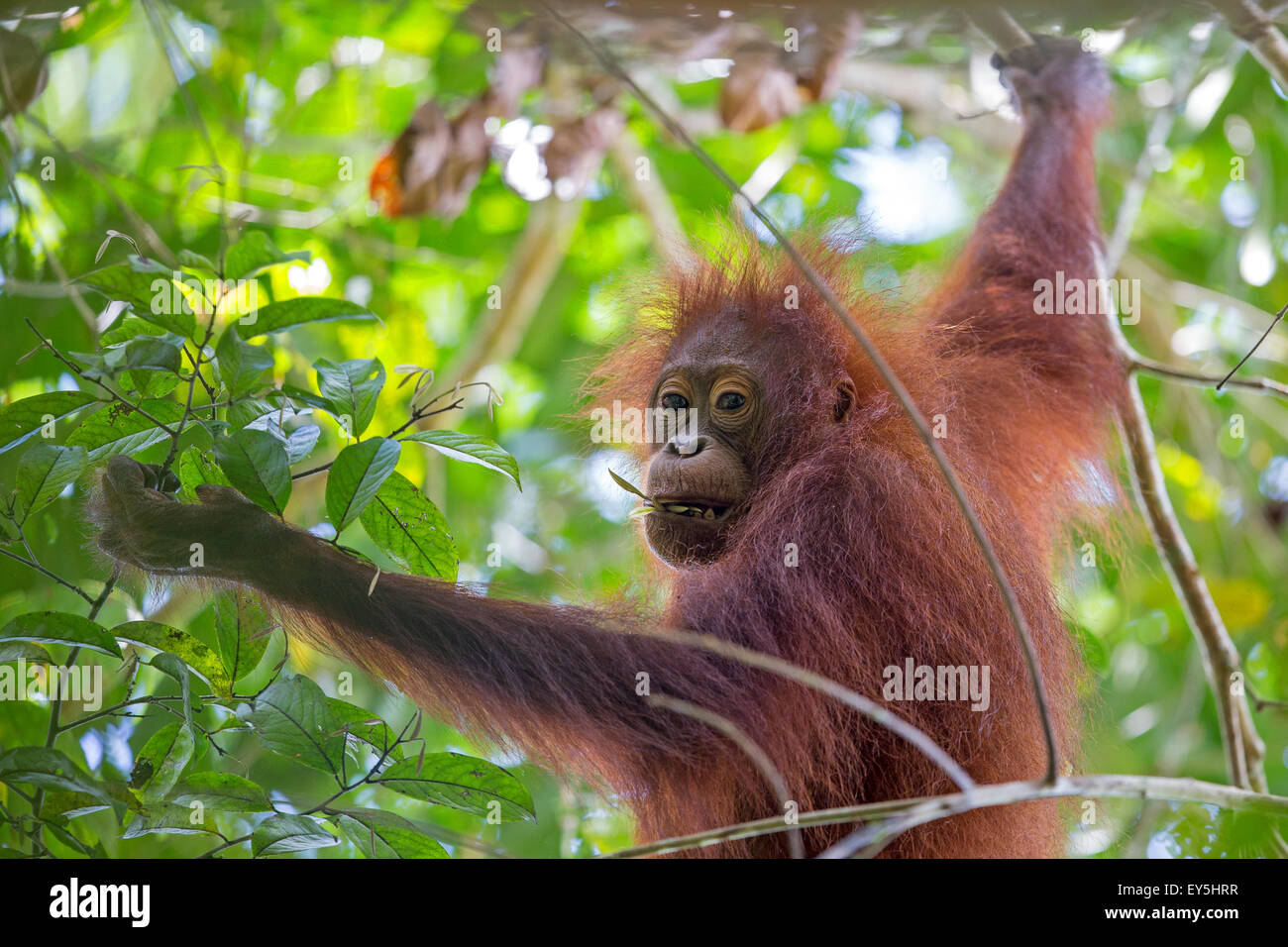 Young Borneo orangutan in the trees - Sabah Malaysia Kinabatangan river ...