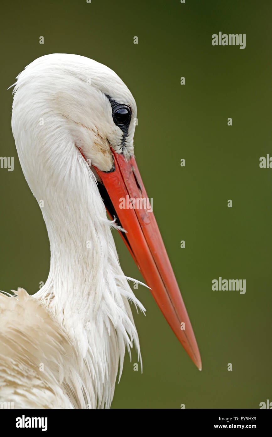 Portrait of White stork - Somme Picardie France Stock Photo - Alamy