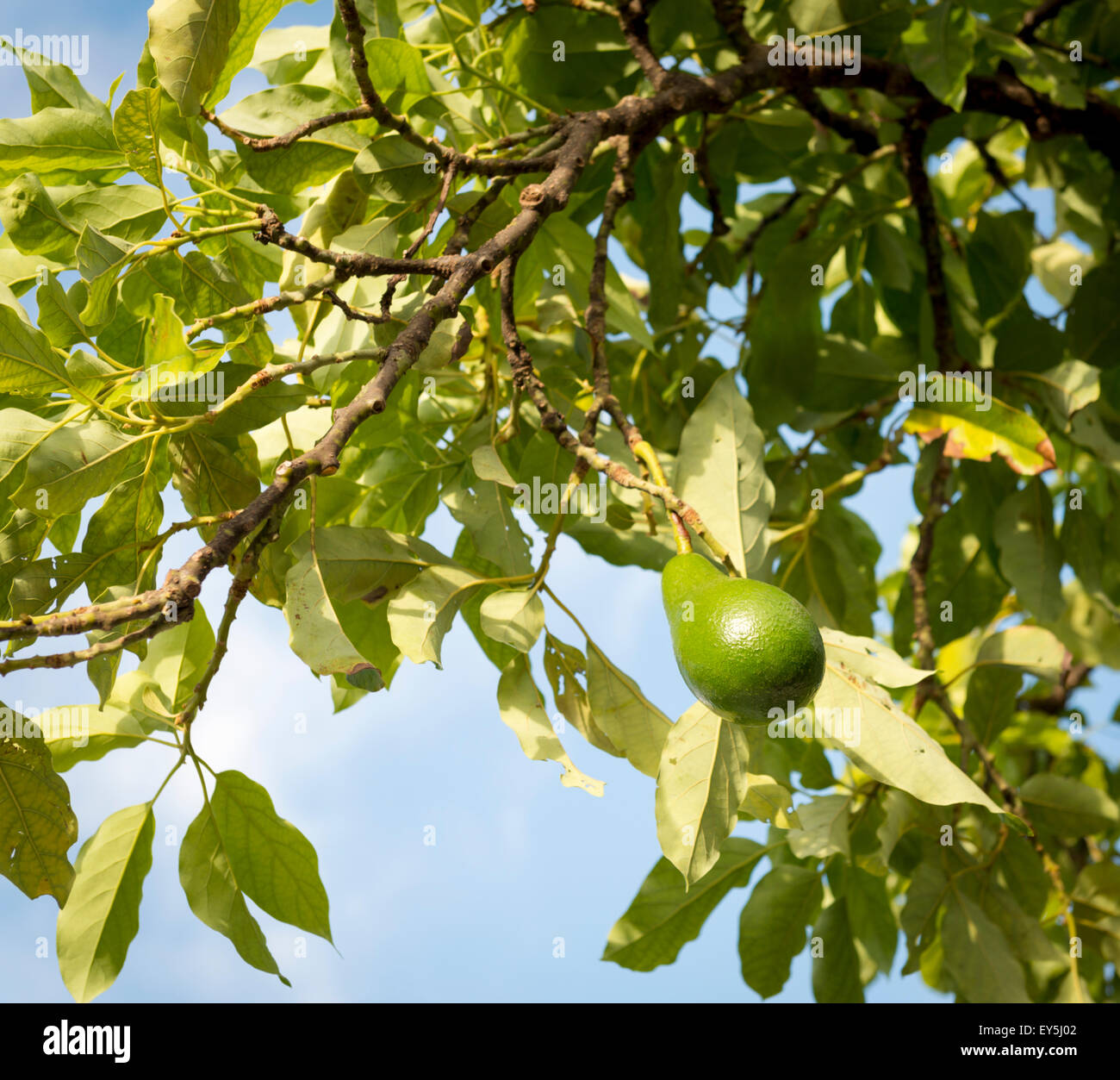 Avocado tree hi-res stock photography and images - Alamy