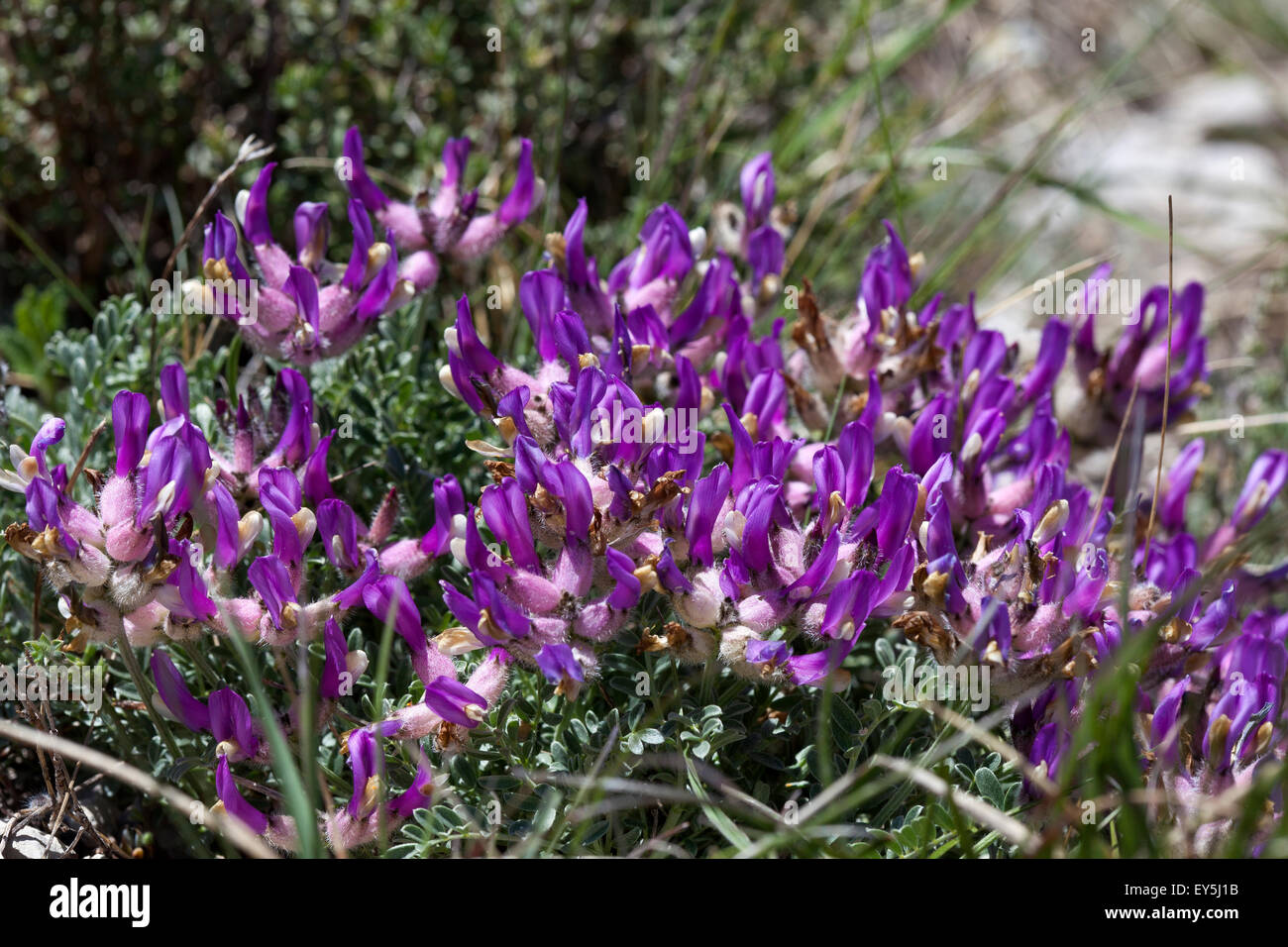 Astragal High Resolution Stock Photography and Images - Alamy