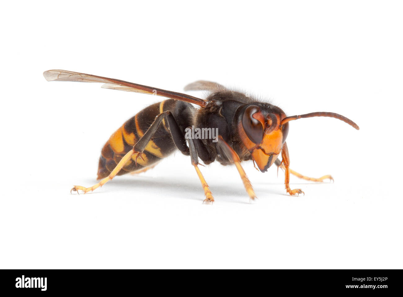 Hornet Cut Out Stock Images & Pictures - Alamy