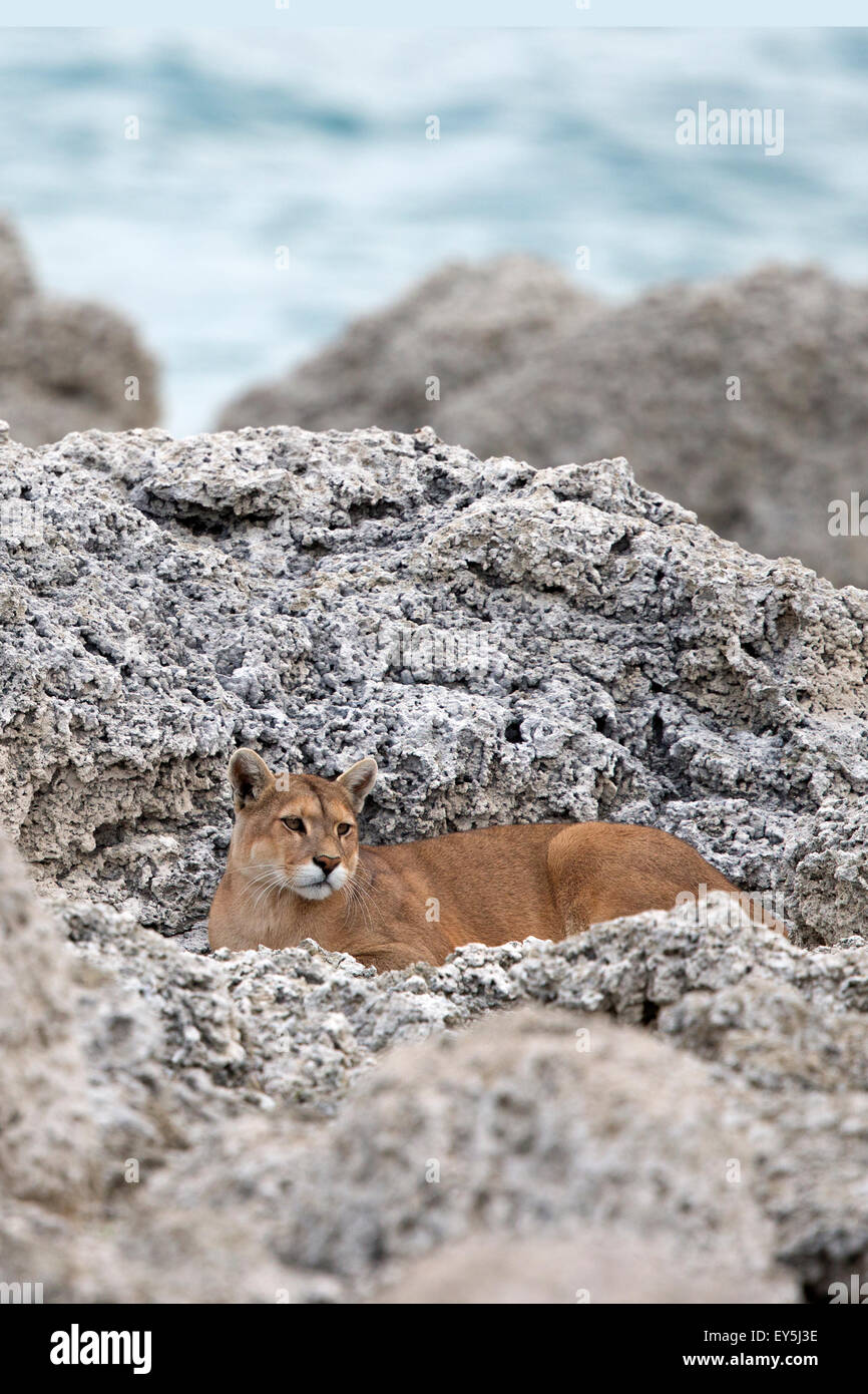 Puma lying in rocks - Torres del Paine Chile Stock Photo - Alamy