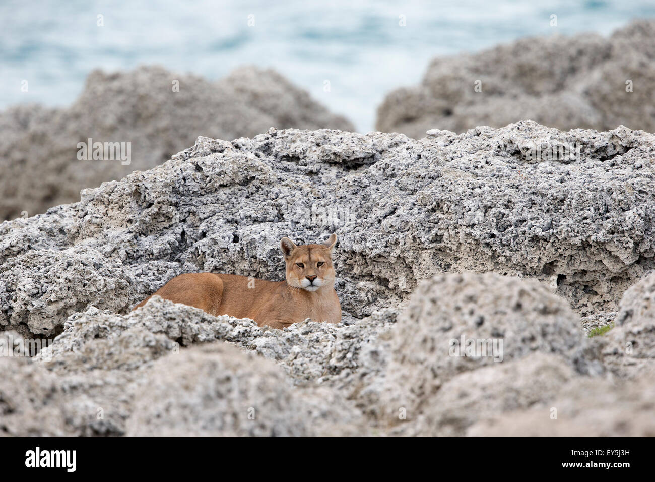 Puma lying in rocks - Torres del Paine Chile Stock Photo - Alamy