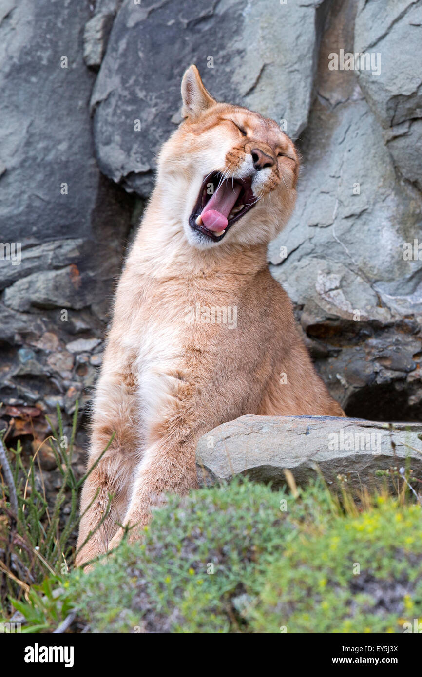 Puma yawning in the scrub - Torres del Paine Chile one year old Stock ...