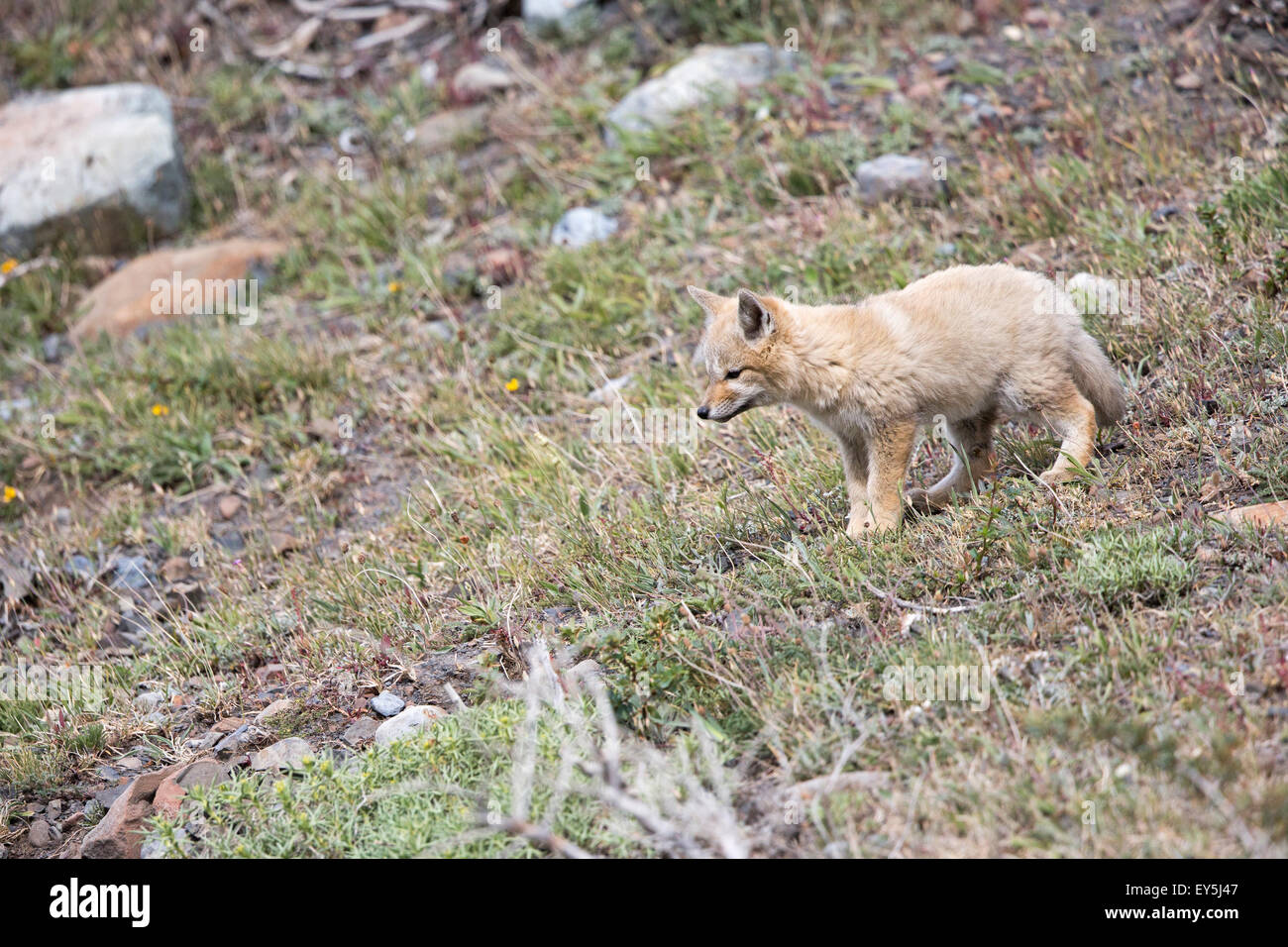American fox hi-res stock photography and images - Alamy