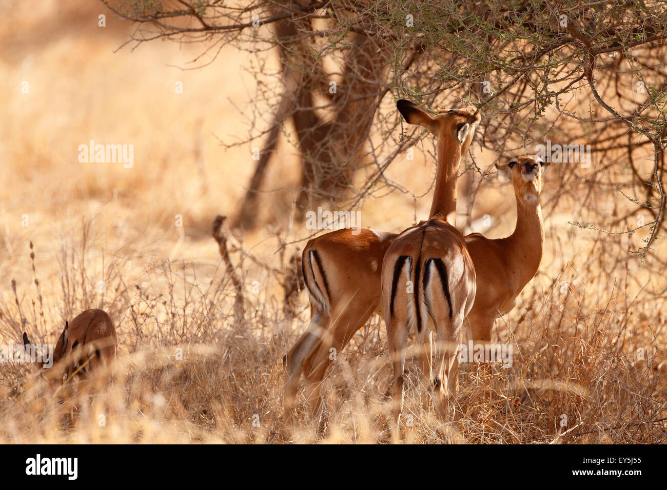 Impalas eating leaves of Acacia - Tarangire Tanzania Stock Photo - Alamy