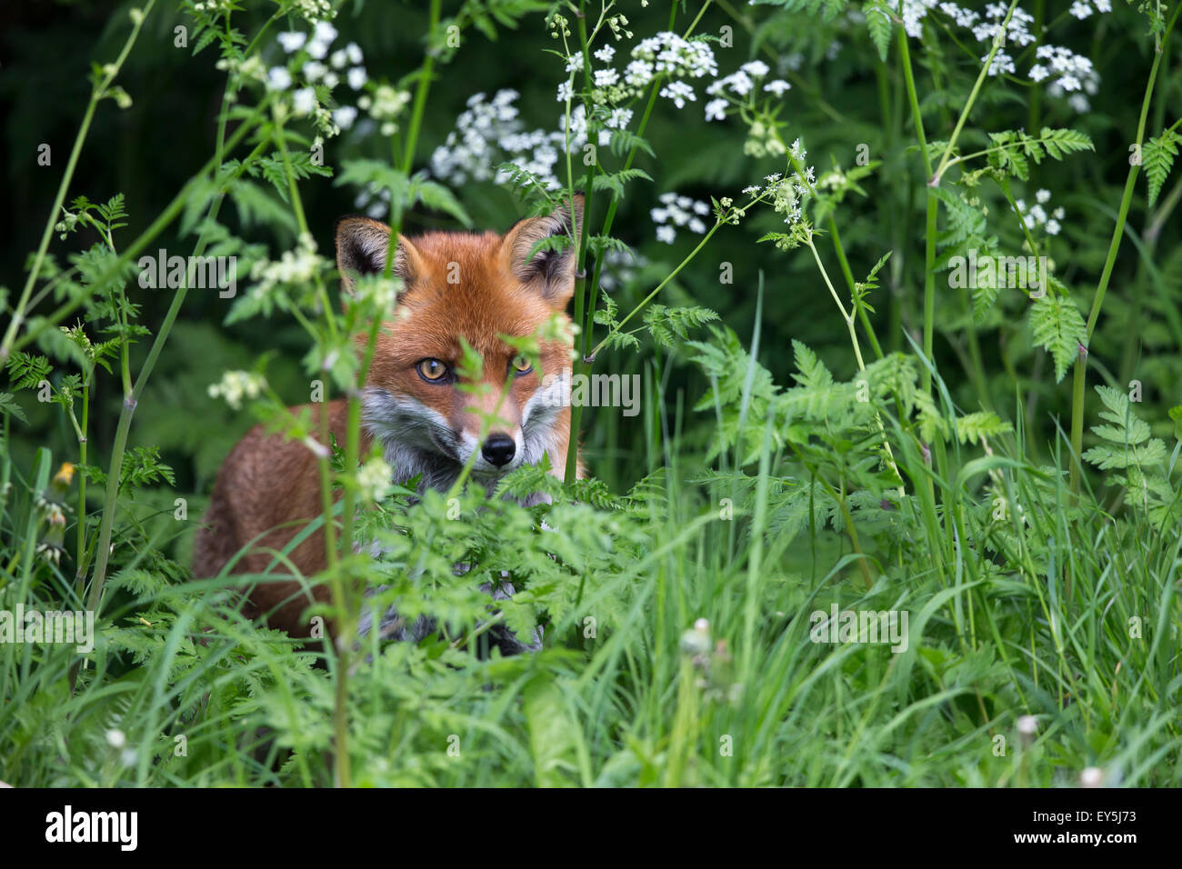 Red fox standing in a hedge at spring GB Stock Photo - Alamy