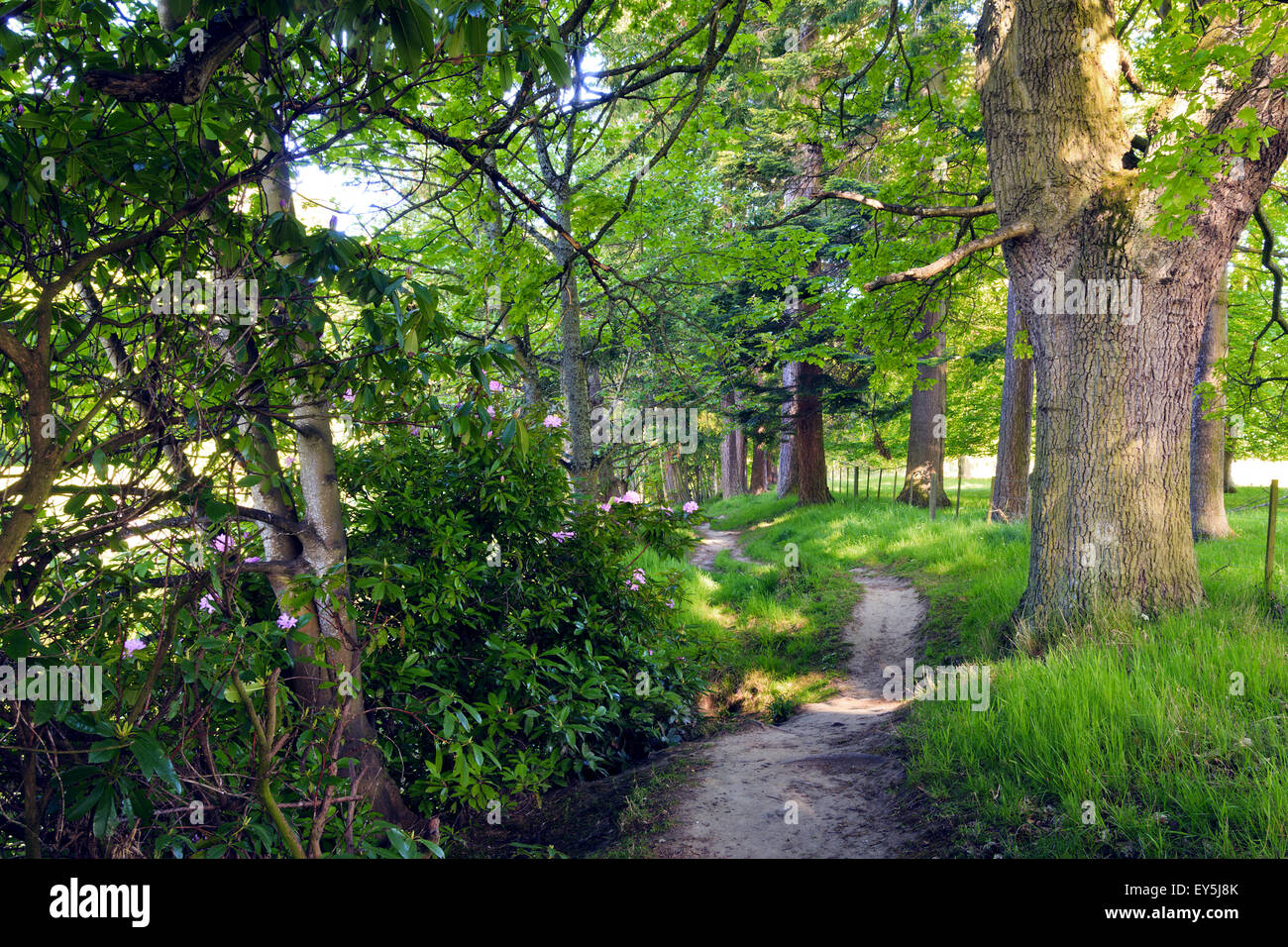 Wooded walk on the Tweedside Path near Peebles, Scotland Stock Photo ...
