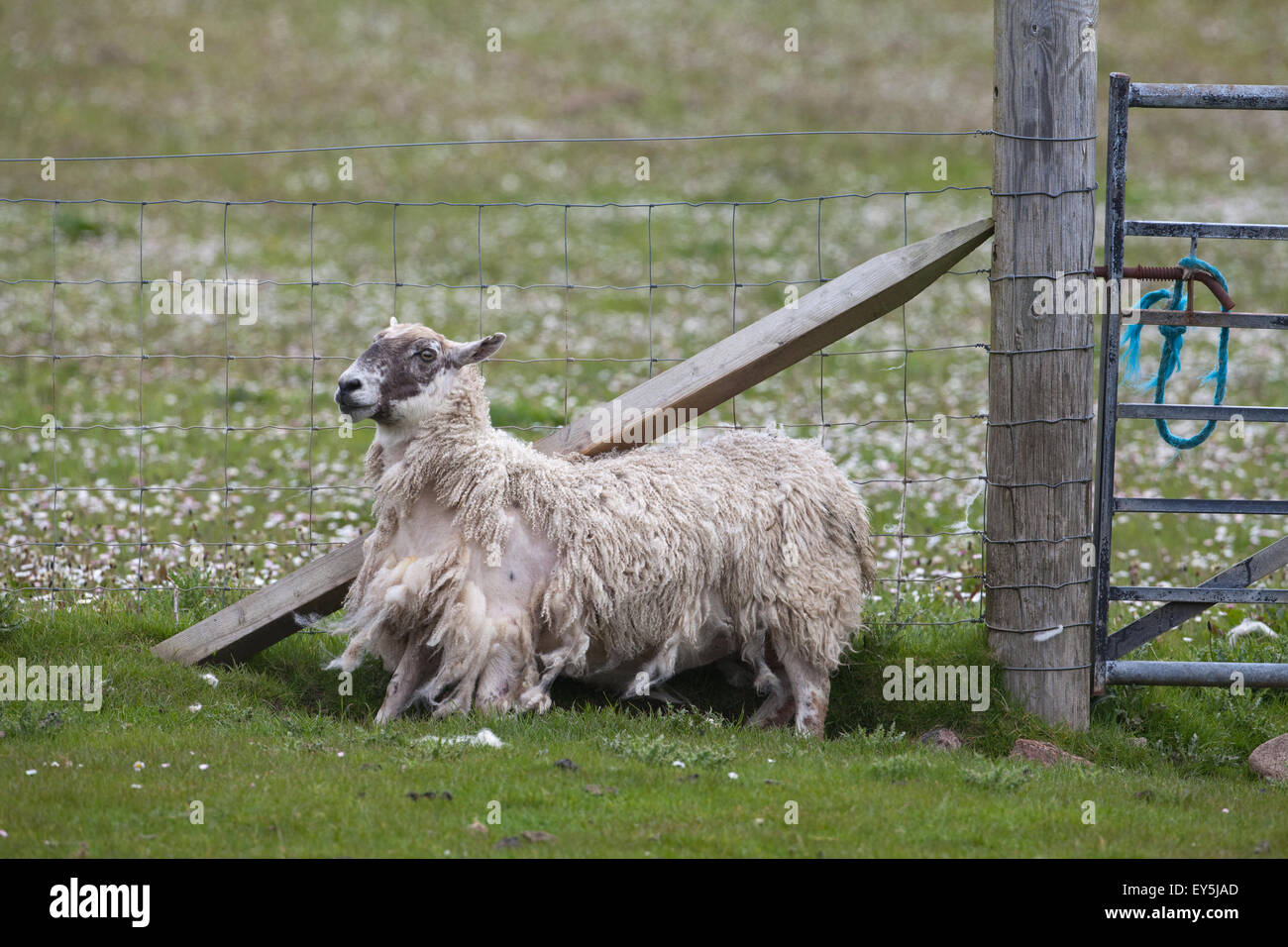 Mule sheep hi-res stock photography and images - Alamy