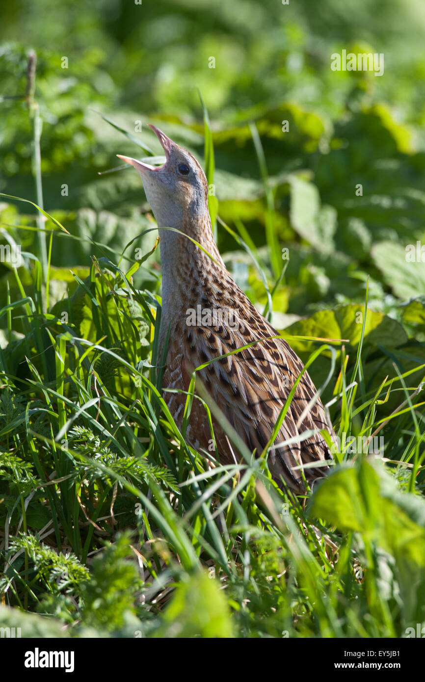 Amongst wetland vegetation hi-res stock photography and images - Alamy