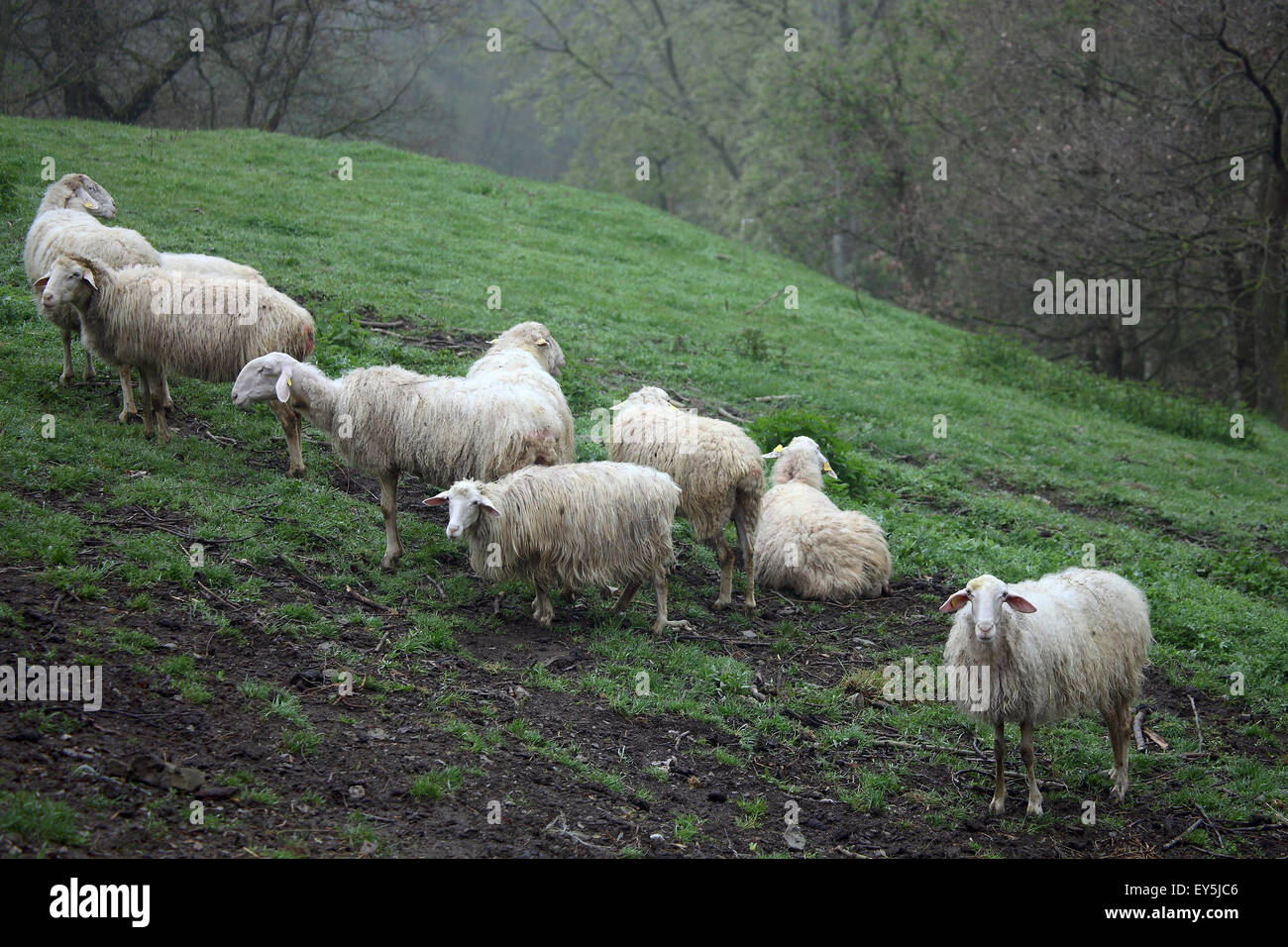 Sardinian sheep herd in Casentino - Tuscany Stock Photo - Alamy