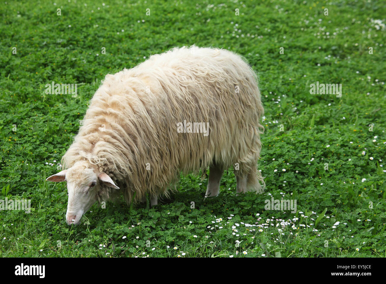 Sardinian sheep grazing in Casentino - Tuscany Stock Photo - Alamy
