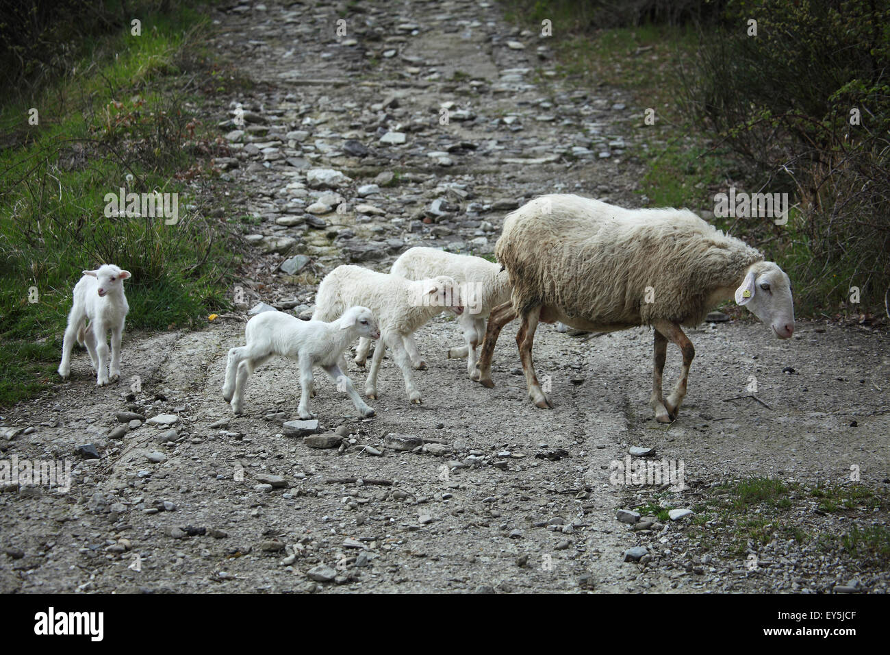 Sardinian sheep and his lambs in Casentino - Tuscany Stock Photo - Alamy